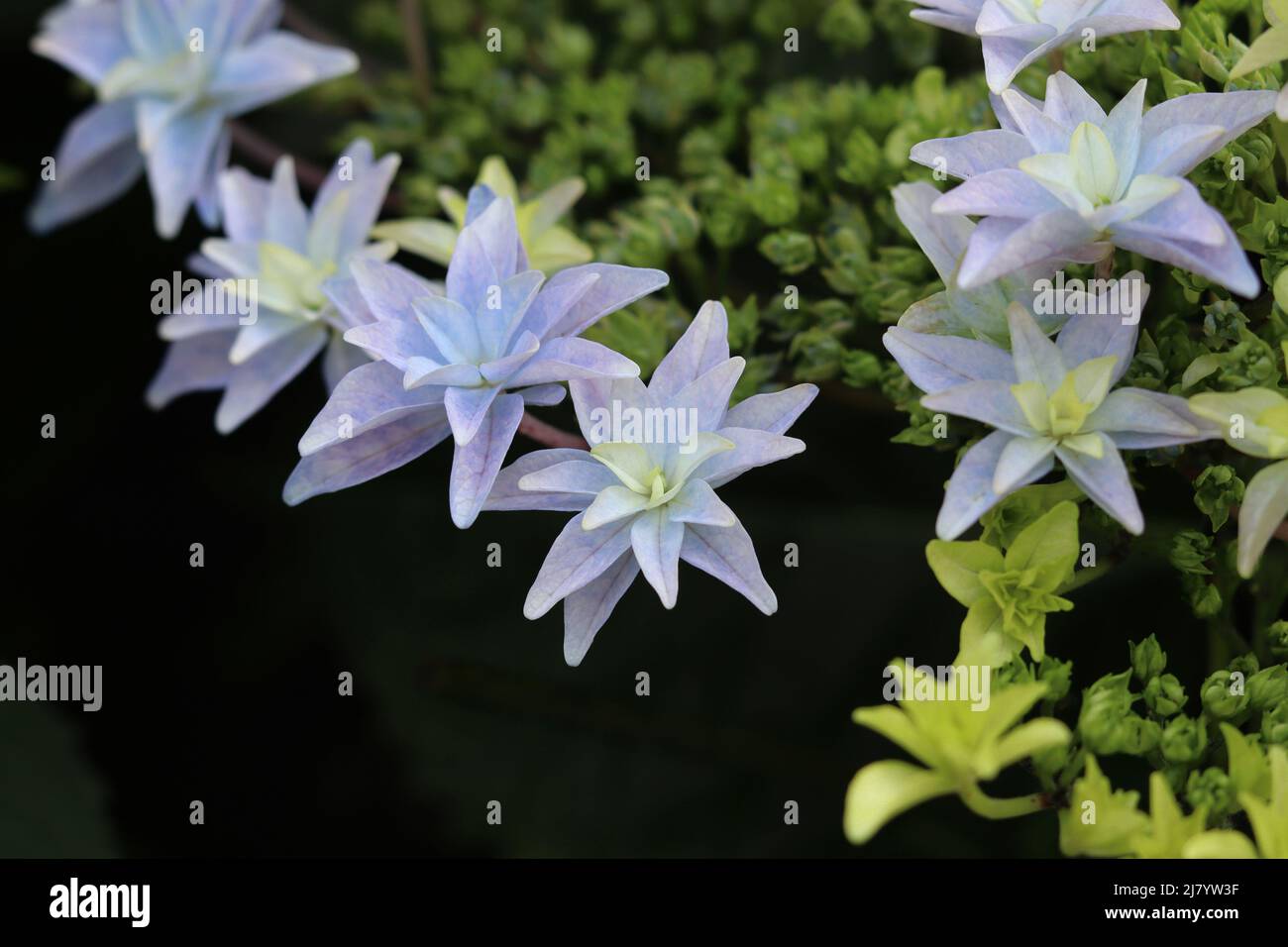 Close-up image of the unusual star-shaped flowers of Hydrangea ...
