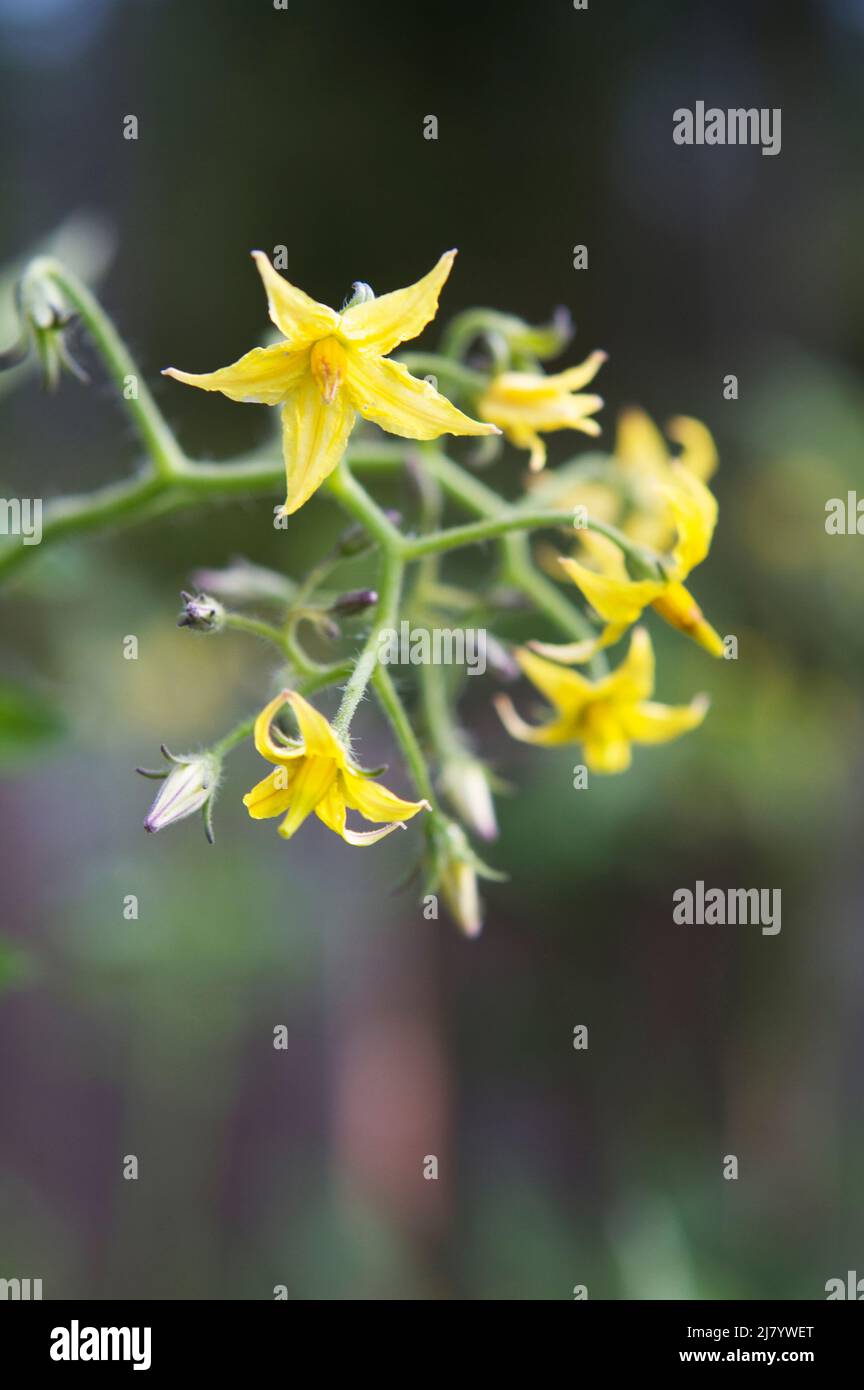 Yellow tomato blossom in early summer home garden Stock Photo - Alamy