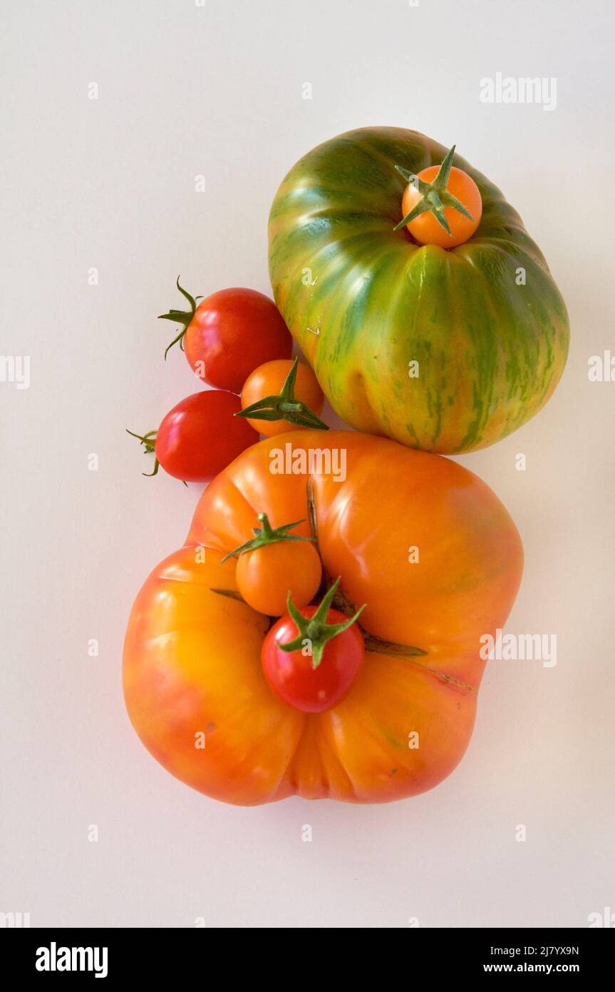 A colorful variety of tomatoes from a home garden on a crisp white ...