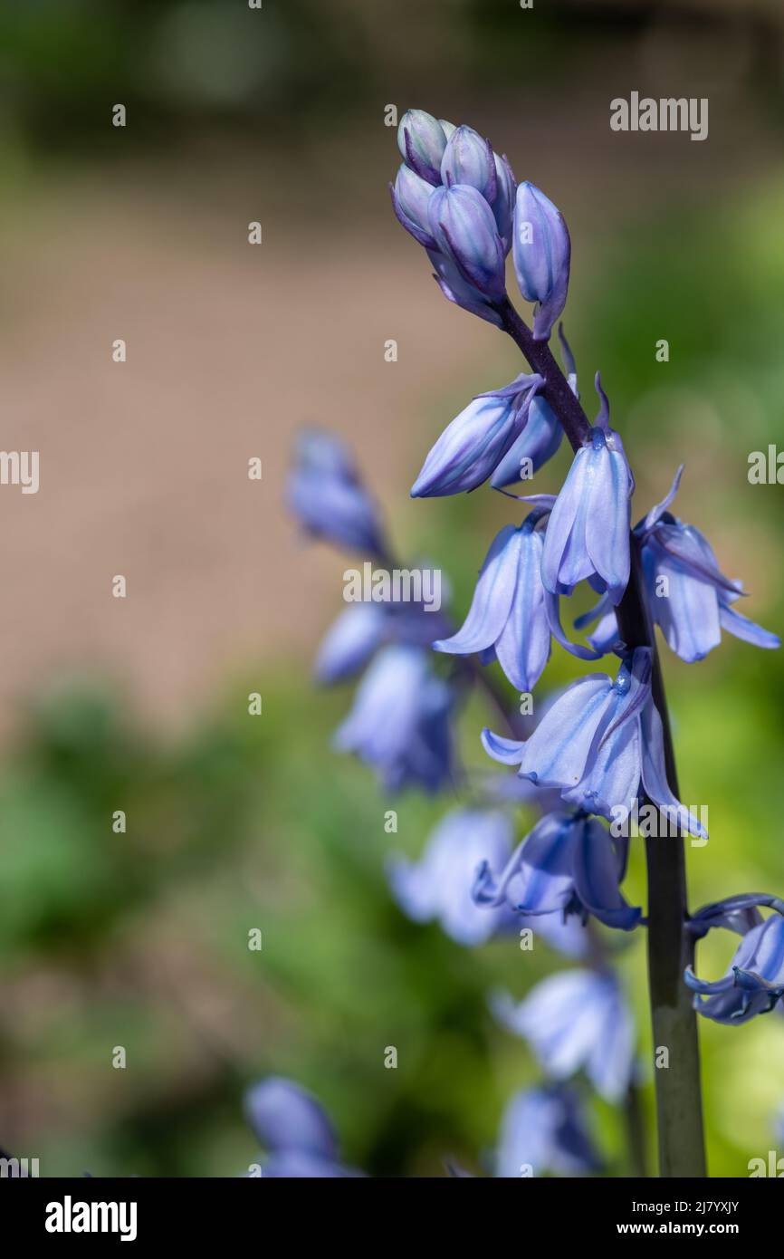 Close up of Spanish bluebell (hyacinthoides hispanica) flowers in bloom ...