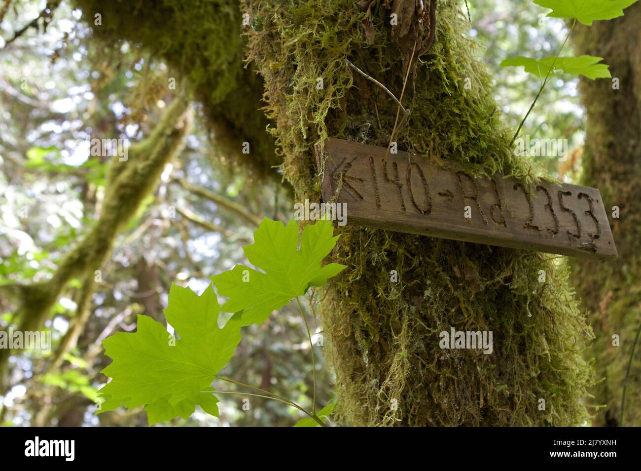 Wooden trail sign on a moss-covered Maple tree in the Northwest woods ...