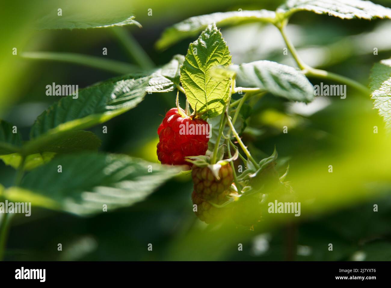 Raspberry bush with red and green little berries not yet ripe, grows ...