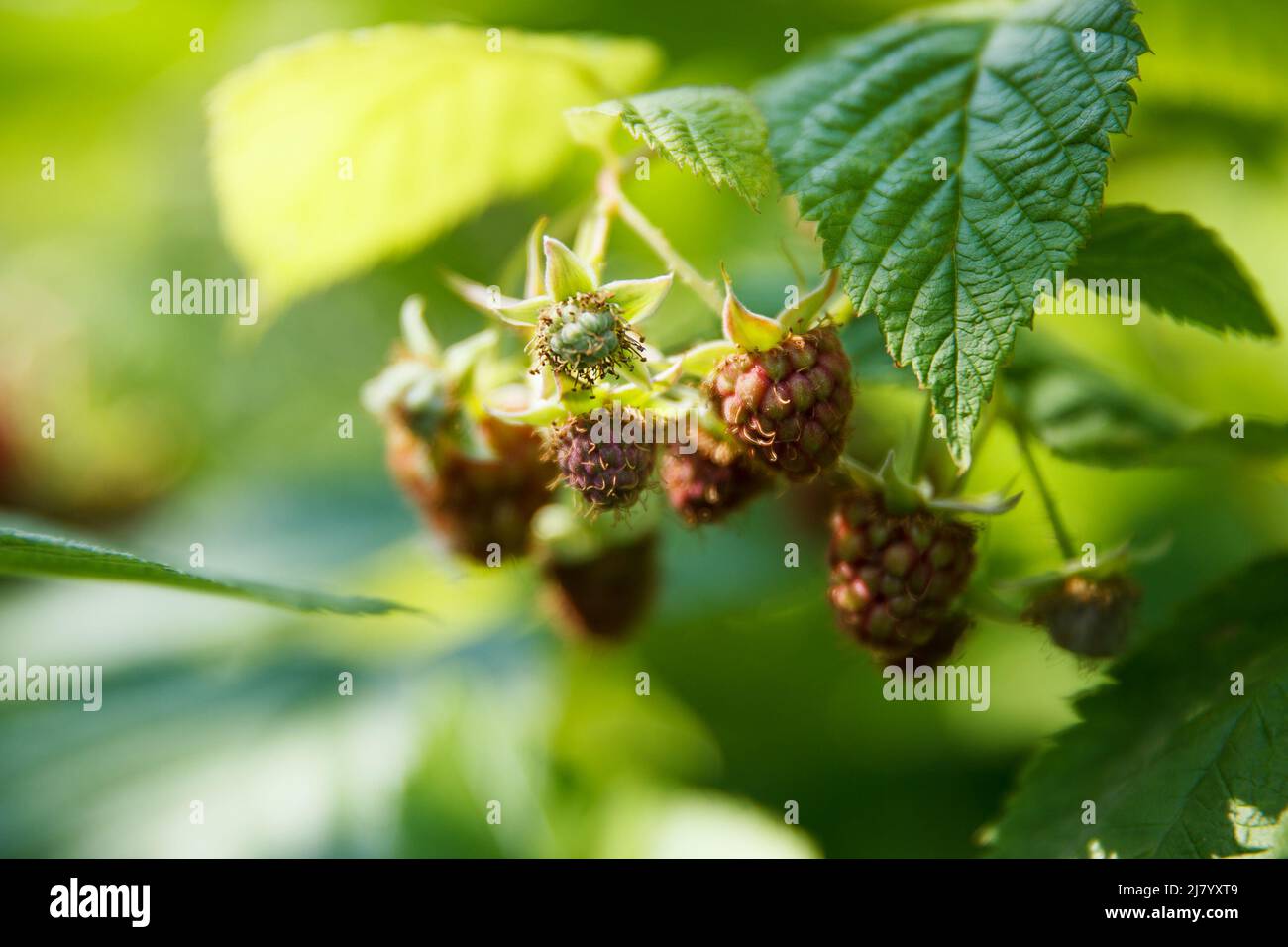 Green raspberry hi-res stock photography and images - Alamy