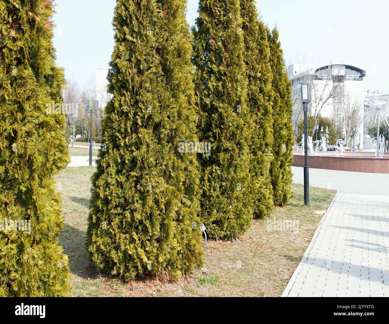 Yew trees planted in a park along walking paths, street light and ...