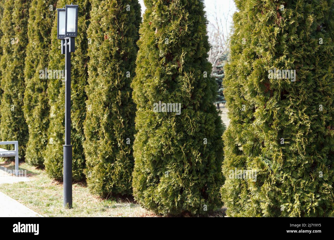 Yew trees planted in a park along walking paths and street light ...