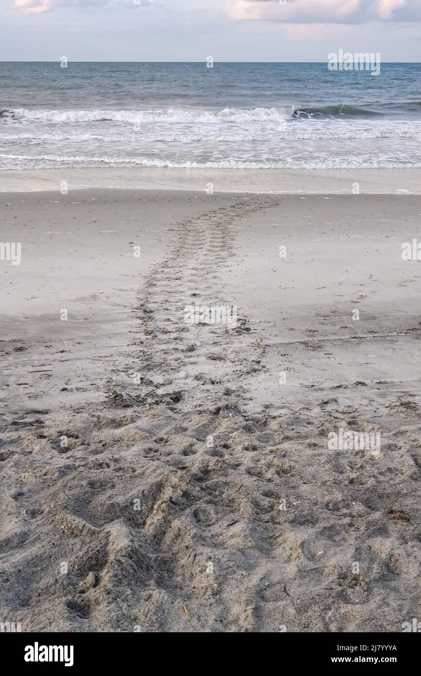 Tracks left behind in the sand from an endangered loggerhead sea turtle ...