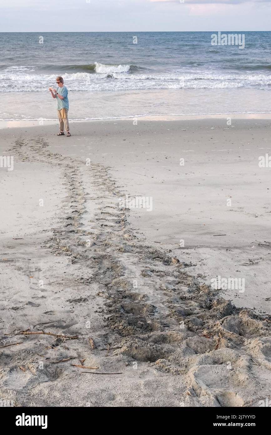 A woman takes photos of tracks left behind in the sand from an ...