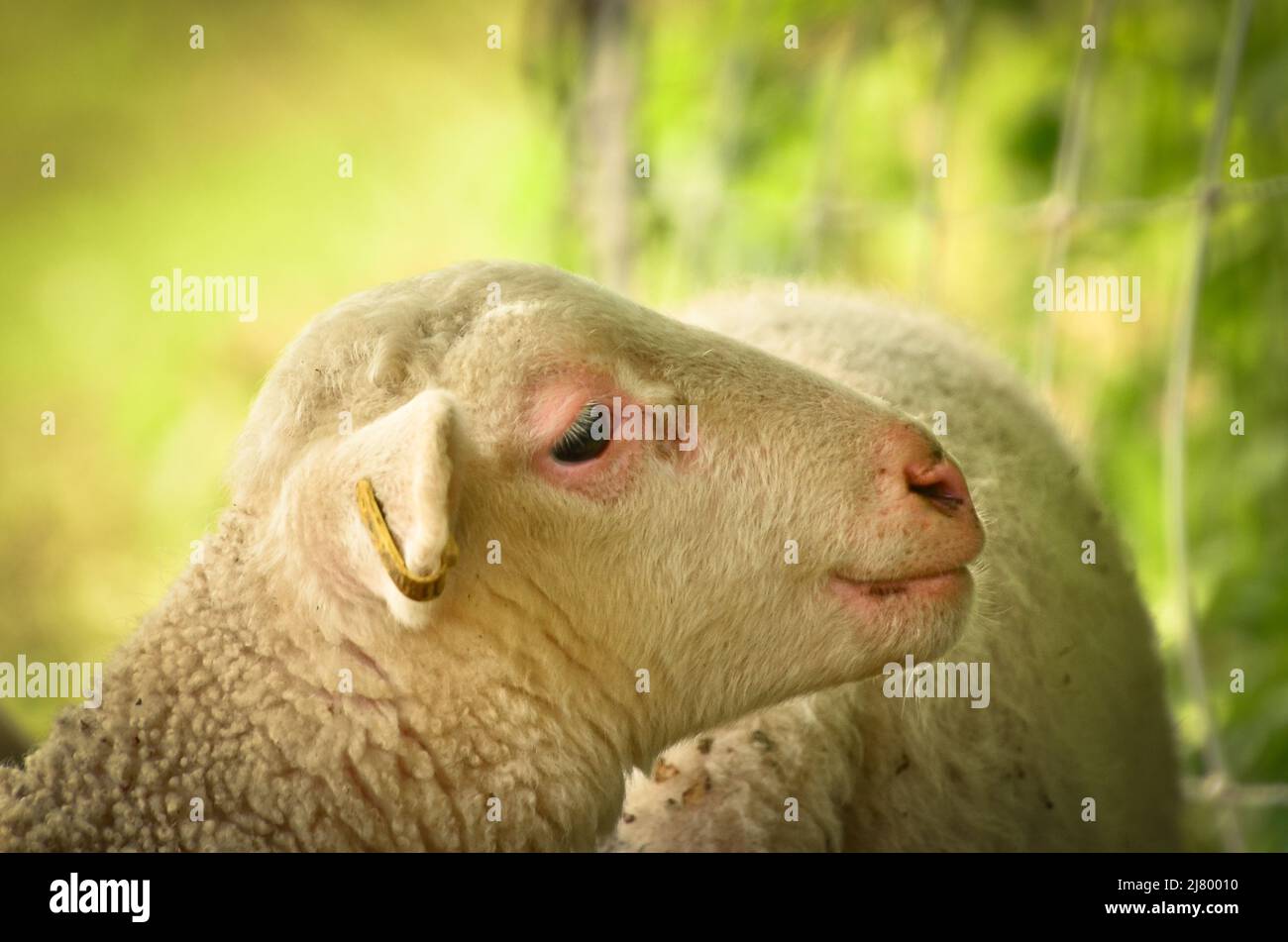 Closeup portrait of a very cute, flurry wooly white lamb in the green ...