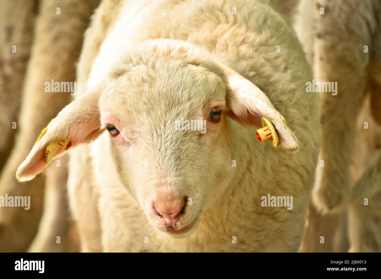 Closeup portrait of a very cute, flurry wooly white lamb in the green ...