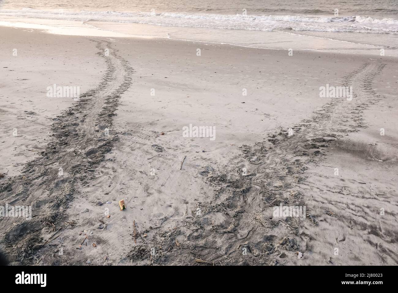 Tracks left behind in the sand from an endangered loggerhead sea turtle ...
