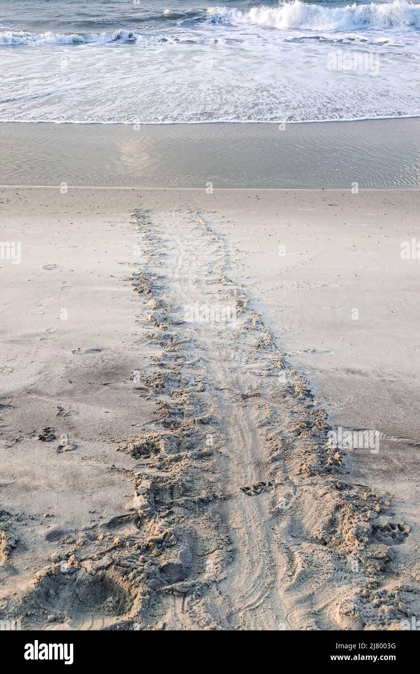 Tracks left behind in the sand from an endangered loggerhead sea turtle ...