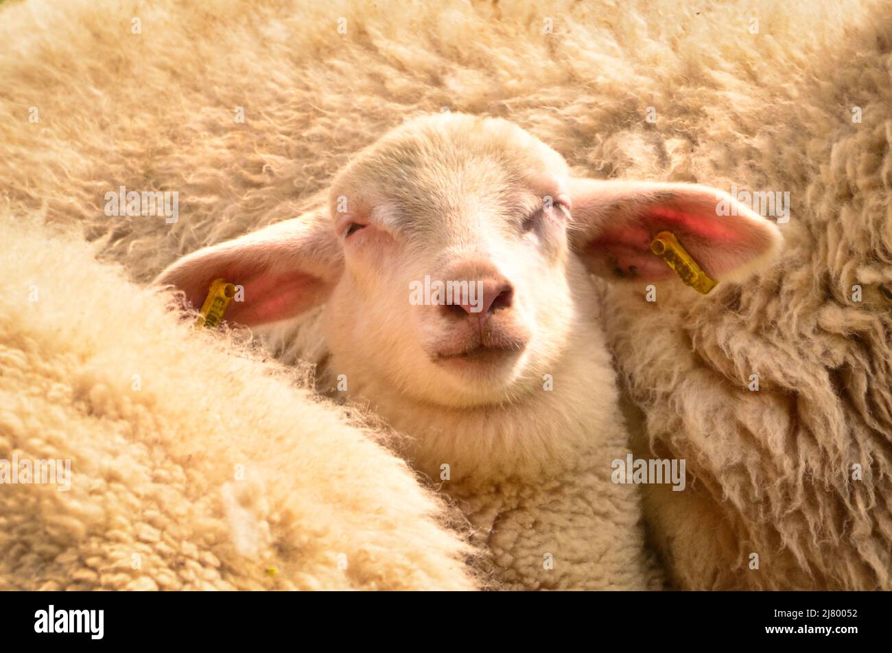 Closeup portrait of a very cute, flurry wooly white lamb in the green ...