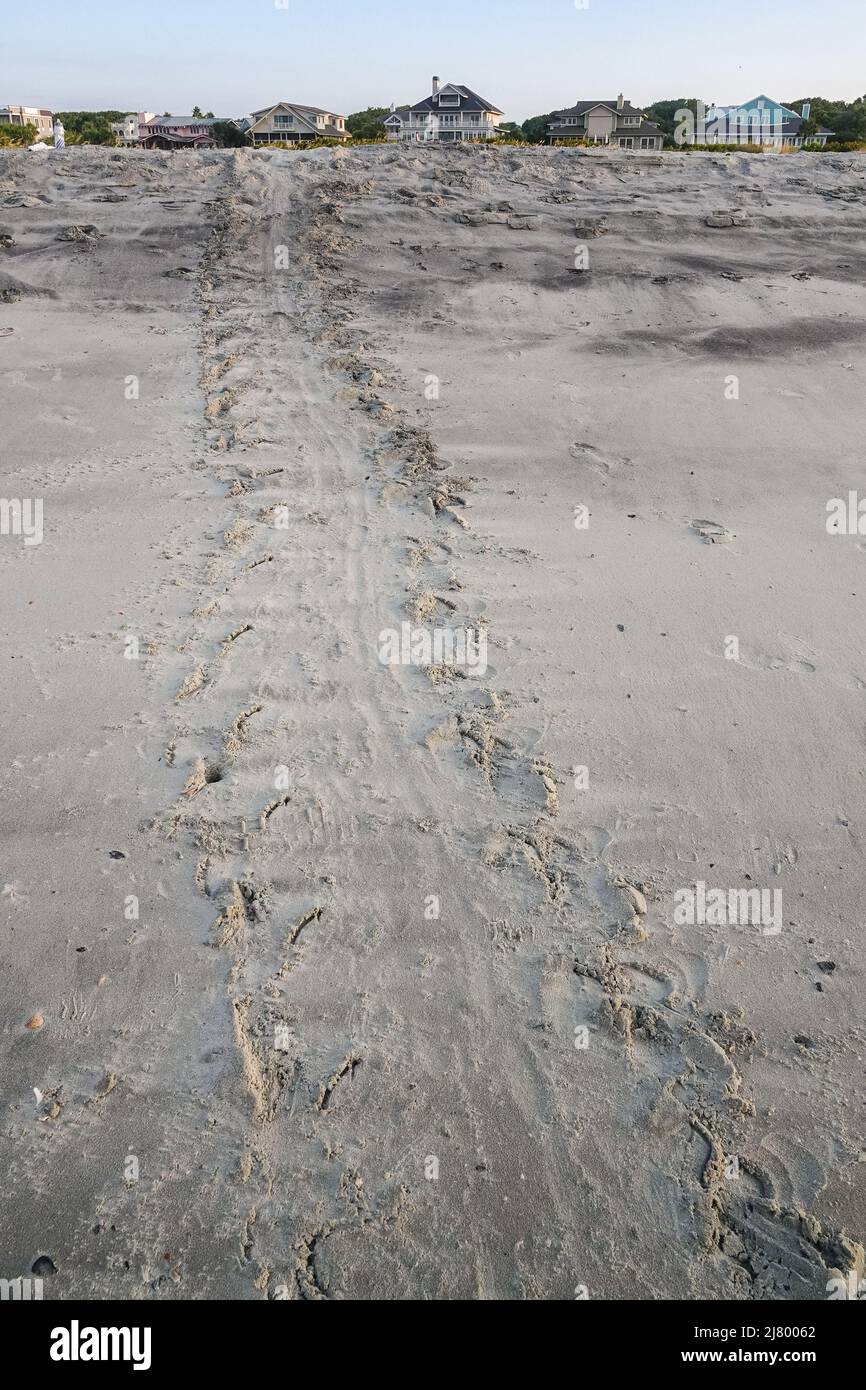 Tracks left behind in the sand from an endangered loggerhead sea turtle ...