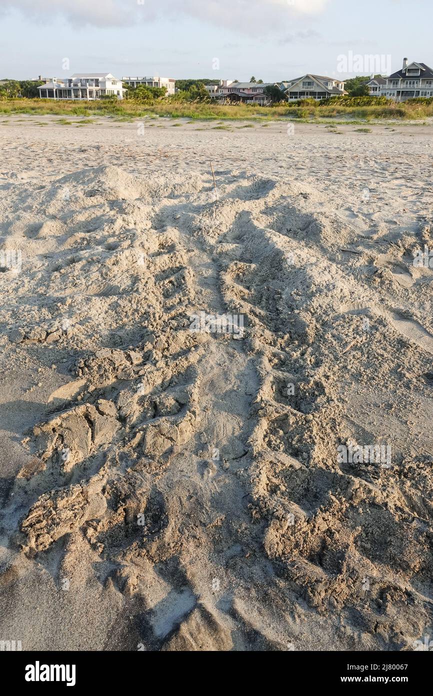 Tracks left behind in the sand from an endangered loggerhead sea turtle ...