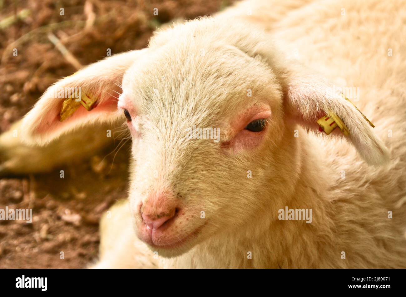 Closeup portrait of a very cute, flurry wooly white lamb in the green ...