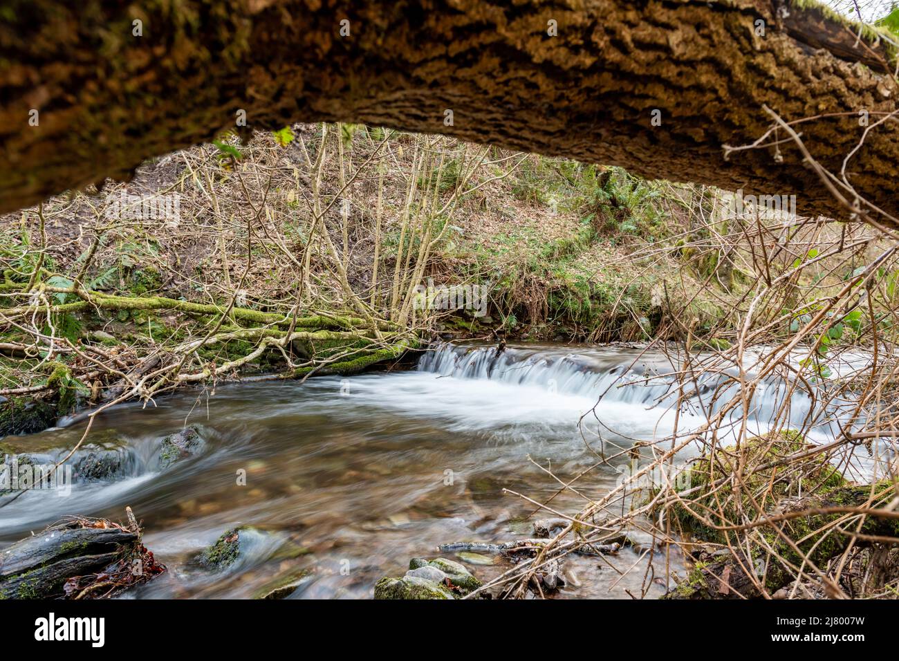 Long exposure of the Horner Water river flowing through Horner woods in ...