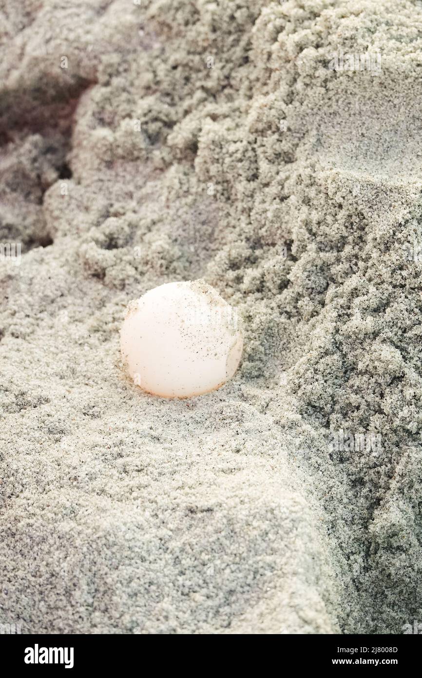A turtle egg from a nest of an endangered loggerhead sea turtle in Isle of Palms, SC. The eggs ...