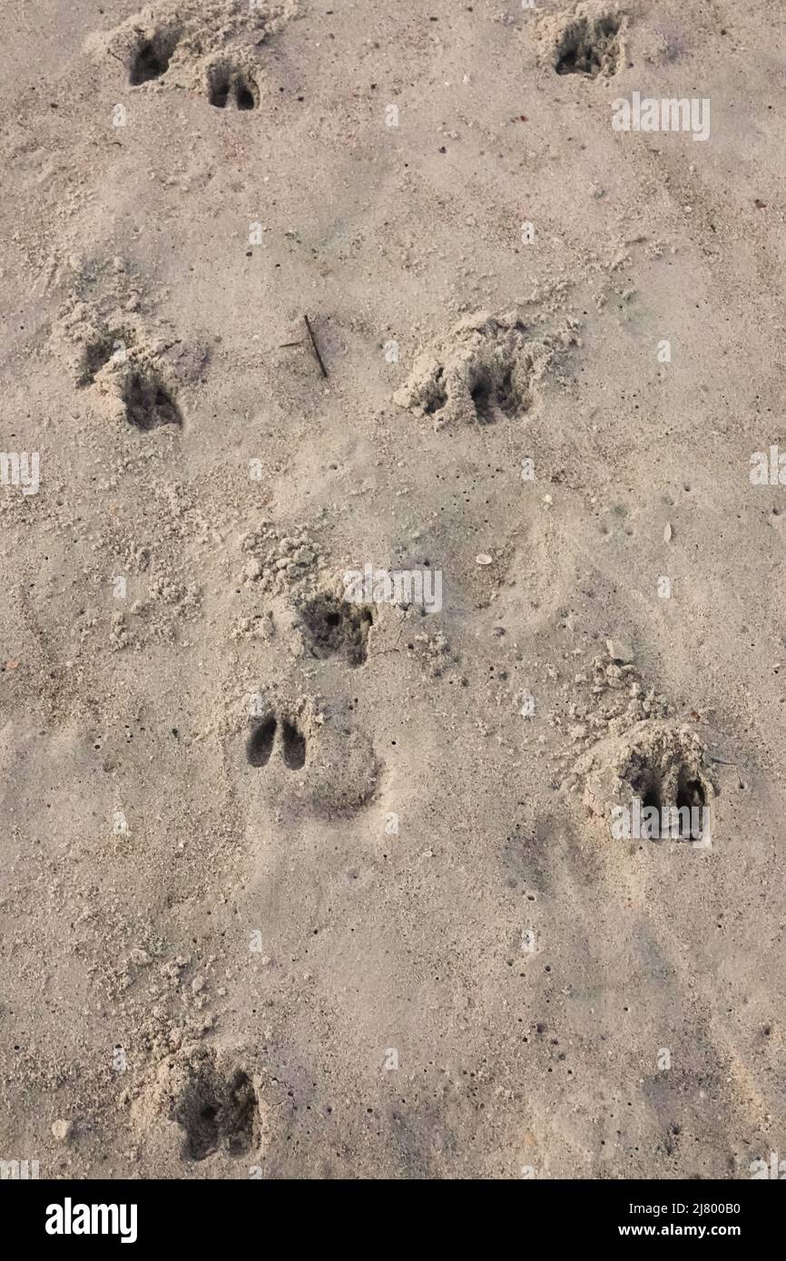 White tail deer tracks in the sand heading to the ocean on the Isle of ...