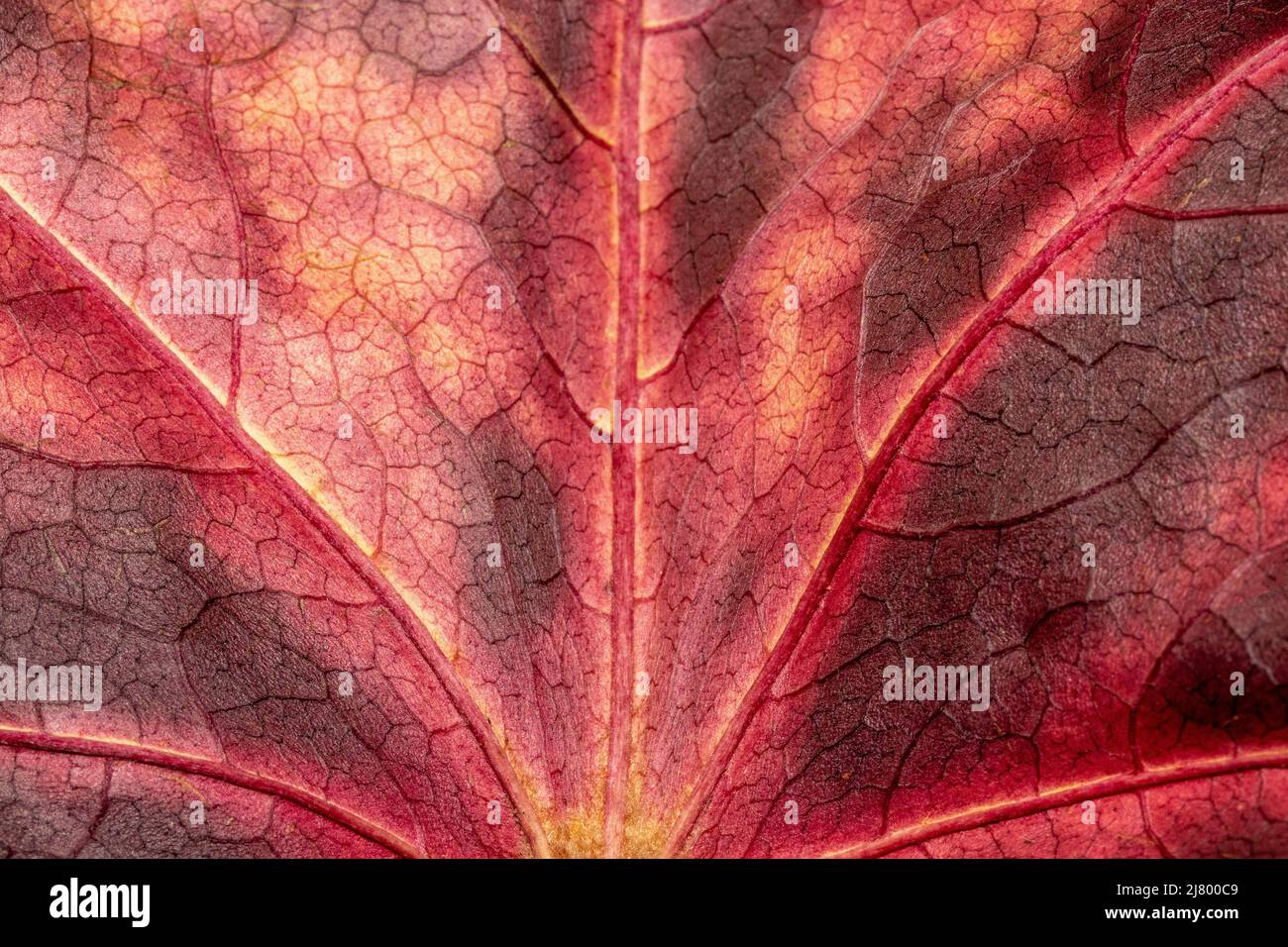 Red leaf vein hi-res stock photography and images - Alamy