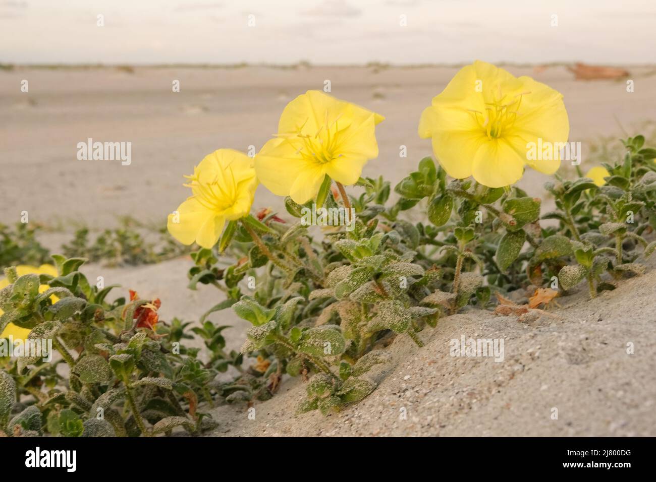 Seabeach Evening Primrose wildflowers on a sand dune along the beach at ...