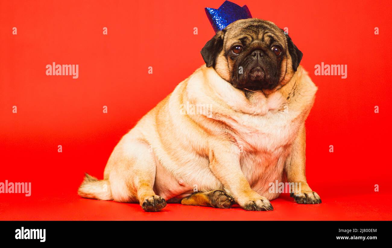Cute dog with crown on head. Pug with blue crown posing on red ...