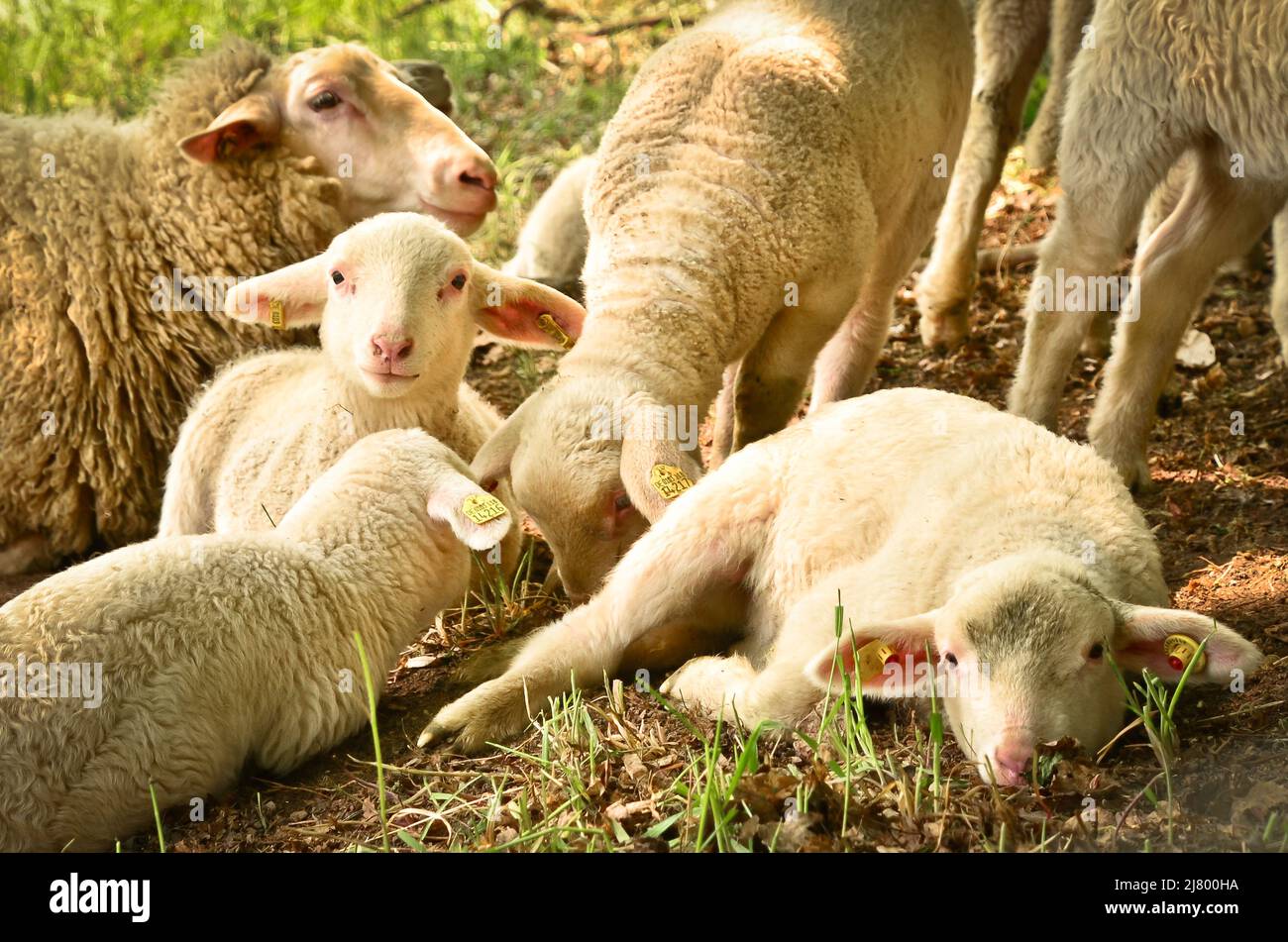 A group of young, white, cute and newborn lambs in a herd of sheep ...