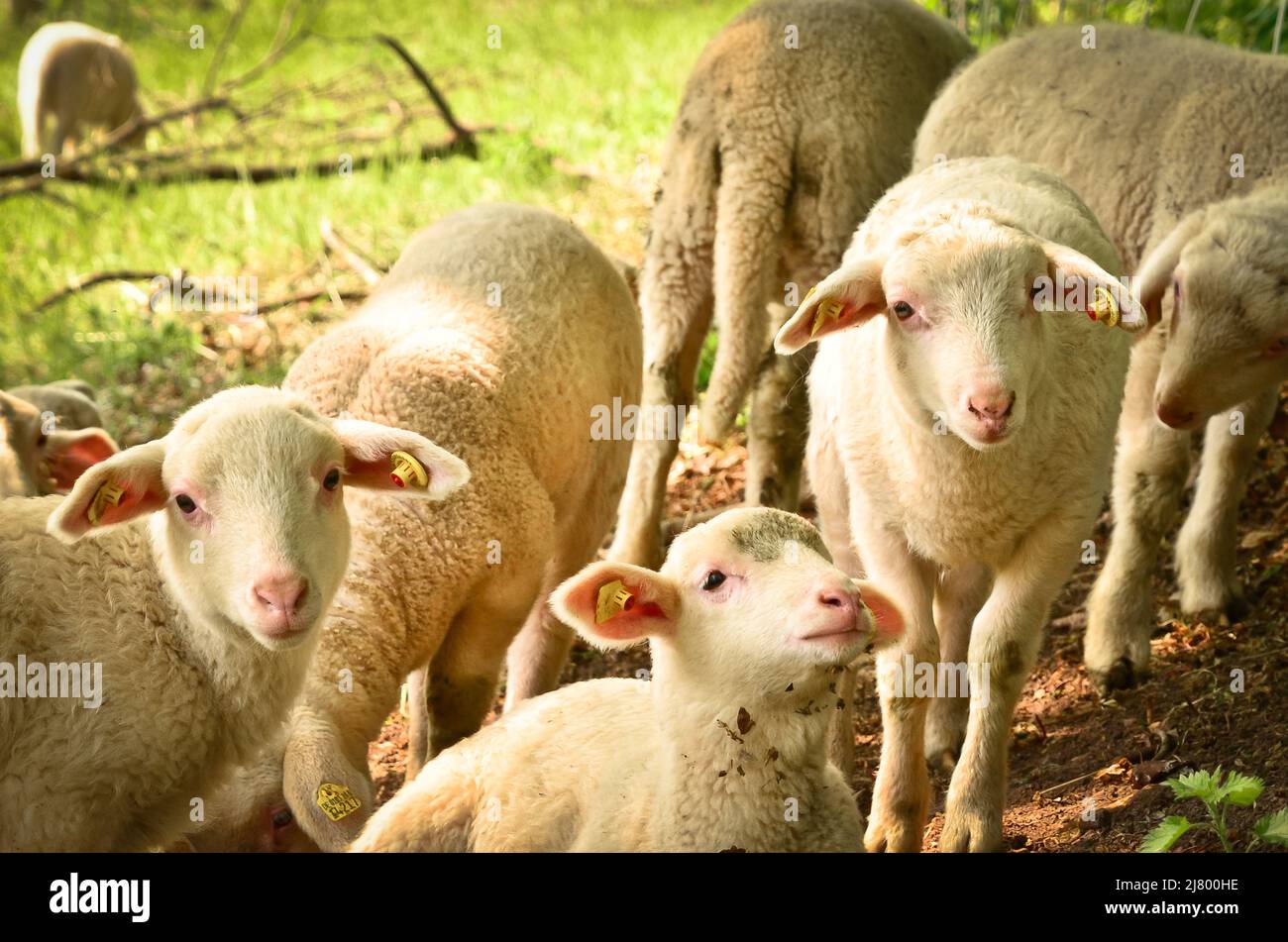 A group of young, white, cute and newborn lambs in a herd of sheep ...