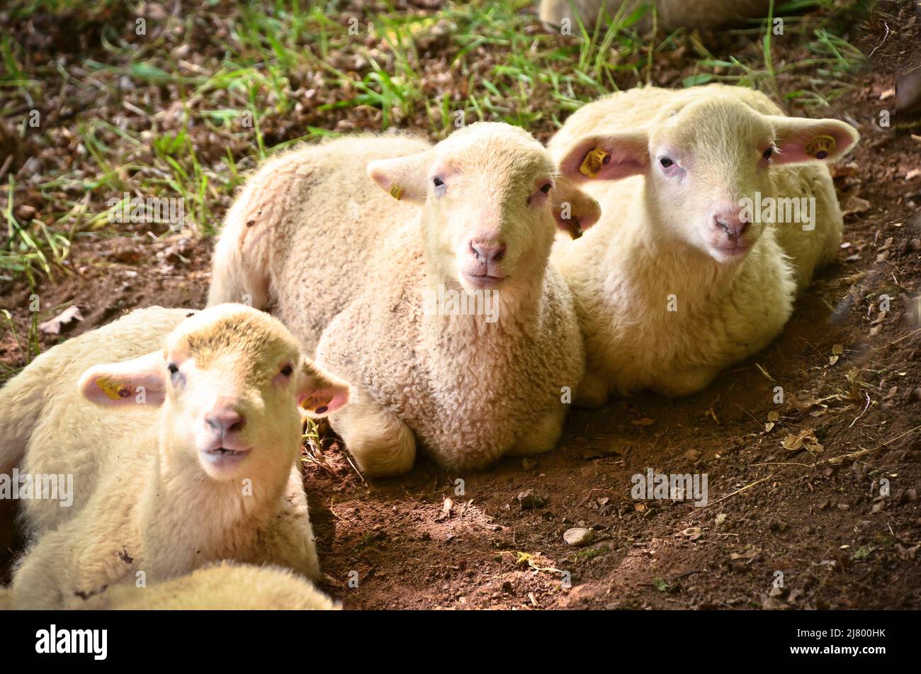 A group of young, white, cute and newborn lambs in a herd of sheep ...