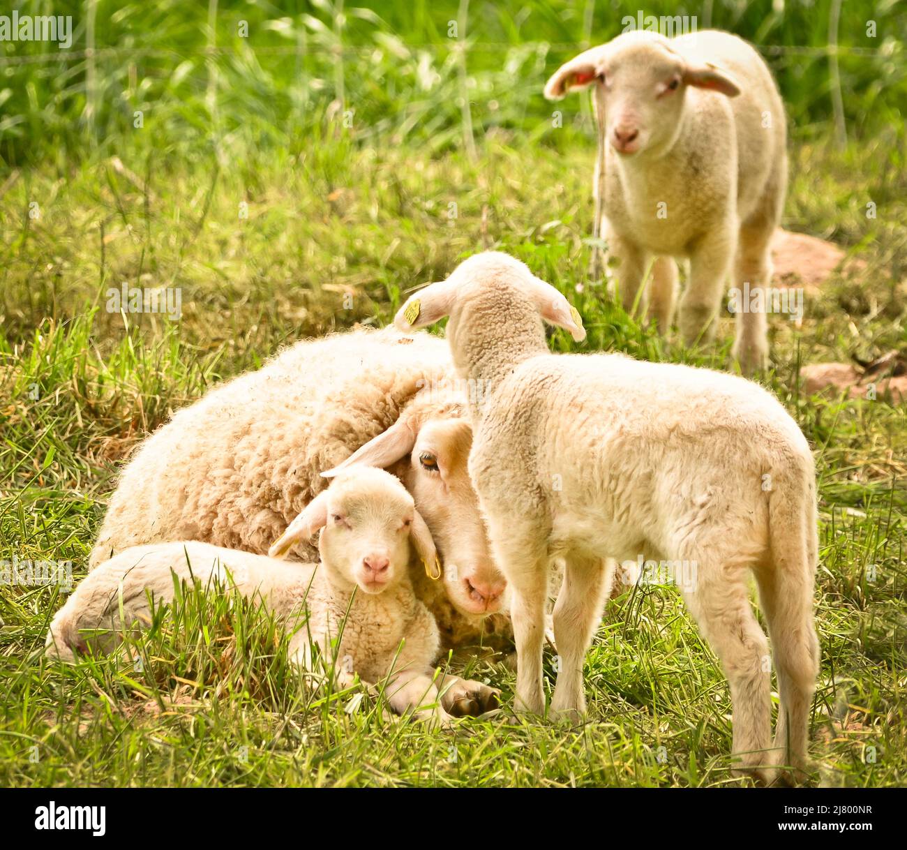 A group of young, white, cute and newborn lambs in a herd of sheep ...