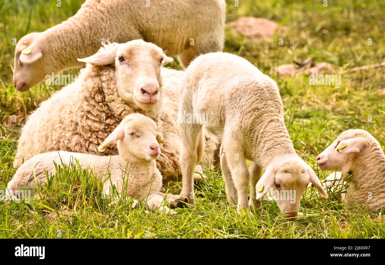 A group of young, white, cute and newborn lambs in a herd of sheep ...