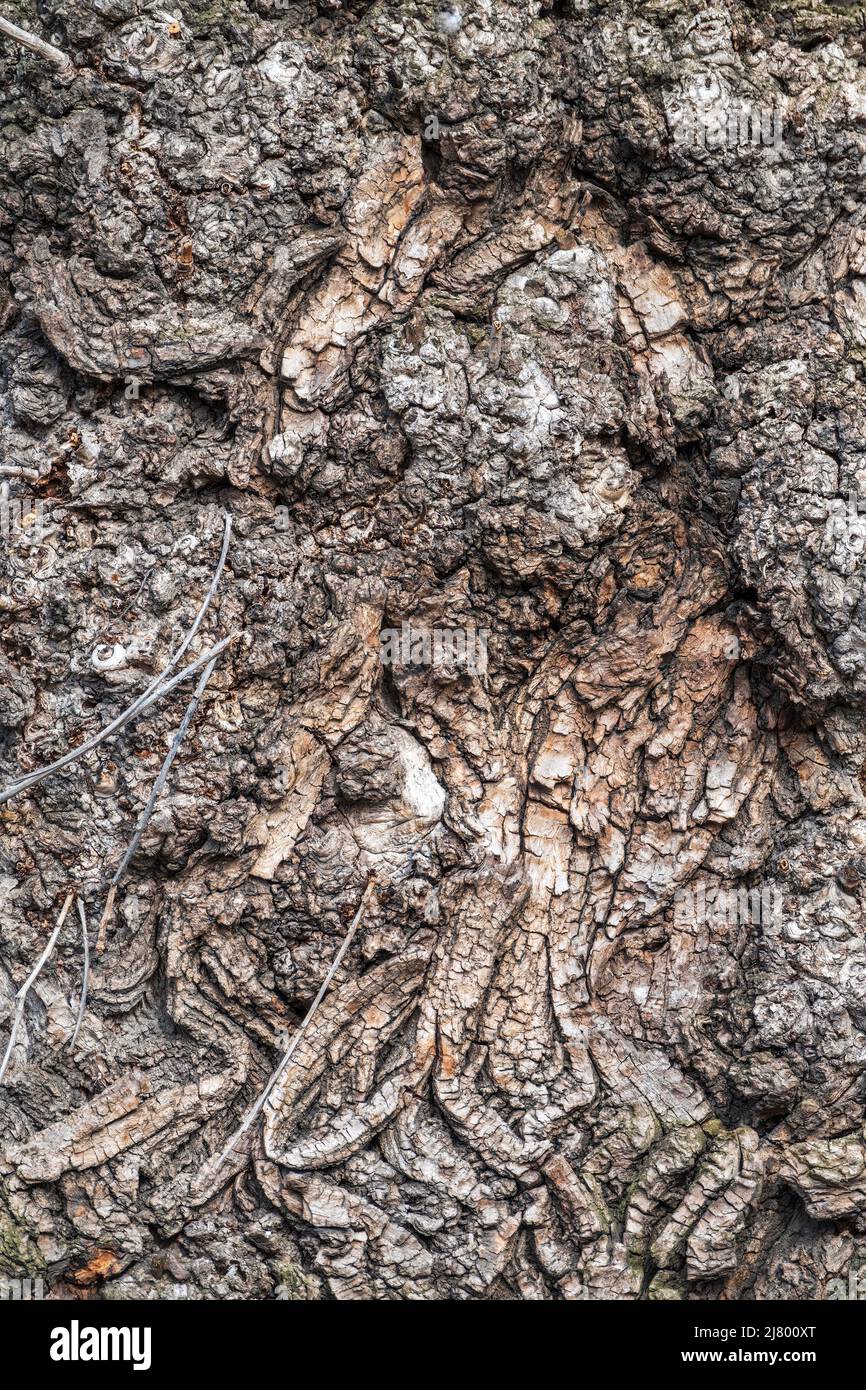 Poplar tree bark with wooden texture nature background. Texture of the bark of old poplar tree ...