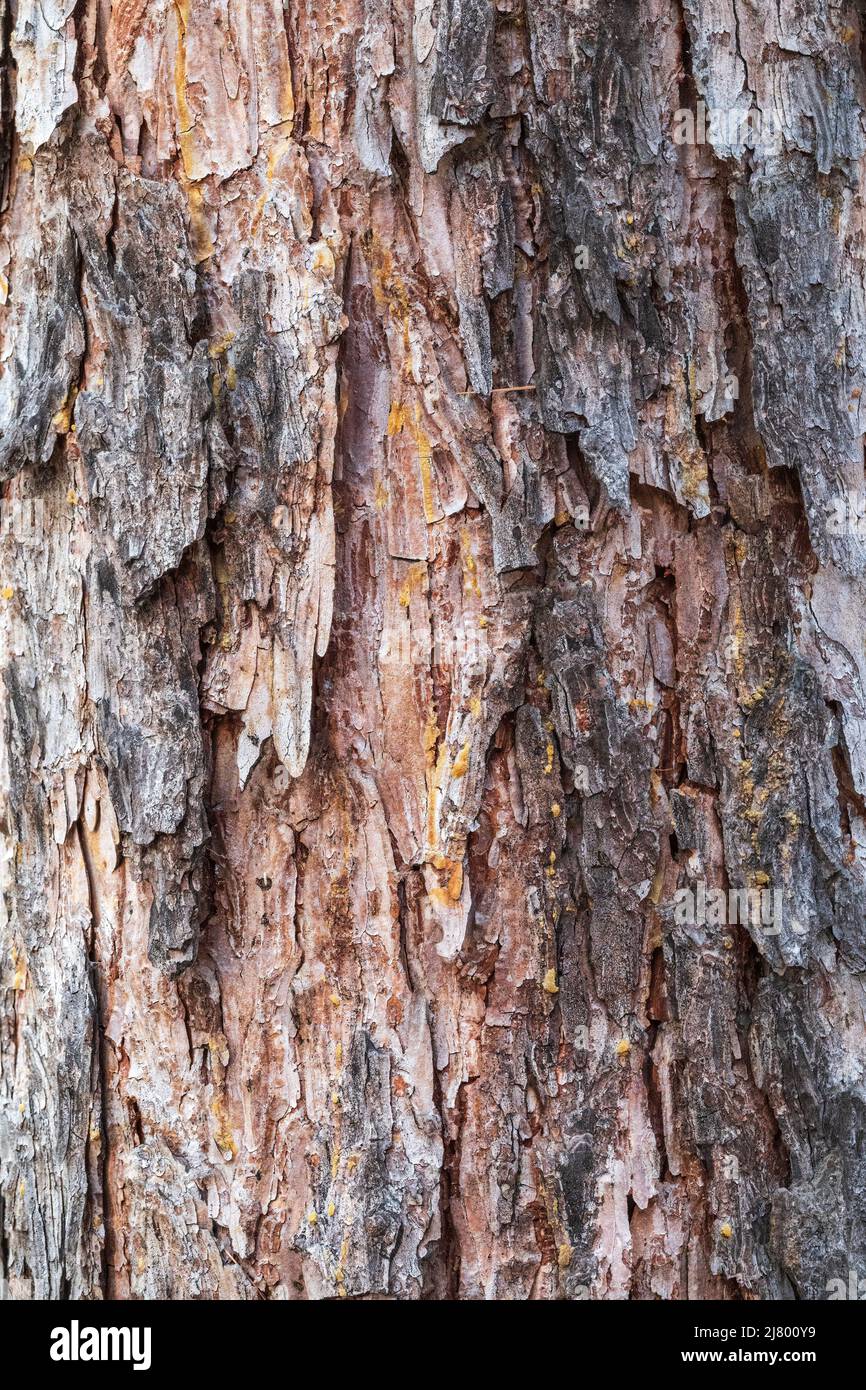 Bark texture and background of a old fir tree trunk. Detailed bark texture Stock Photo - Alamy