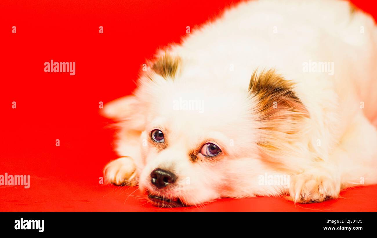Fluffy white dog lying on red background. Relaxed spitz resting in ...