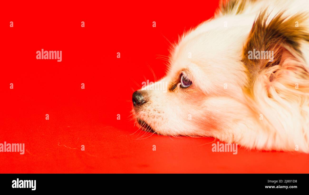 Fluffy white dog lying on red background. Relaxed spitz resting in ...