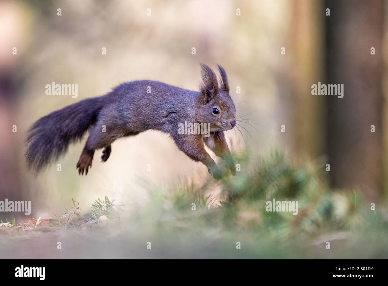 Cute squirrels run around the park looking for nuts Stock Photo - Alamy