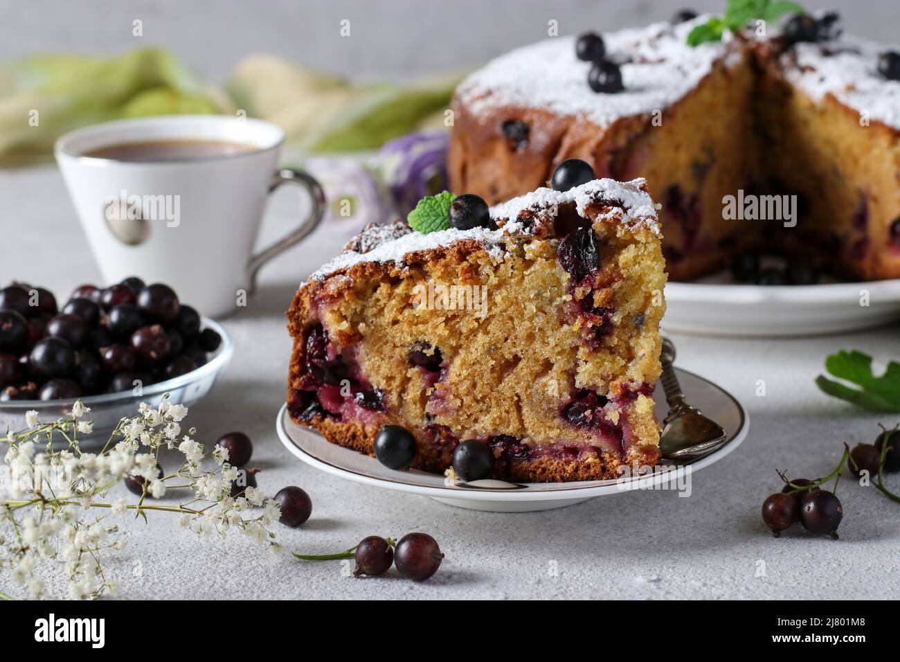 Homemade pie with black currant and cut piece on light gray background ...