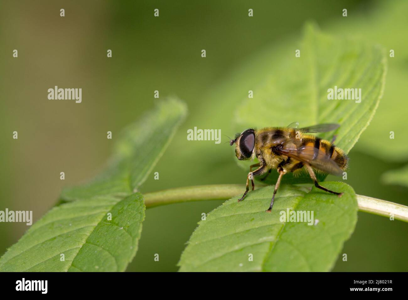 Batman hoverfly myathropa florea hi-res stock photography and images - Alamy