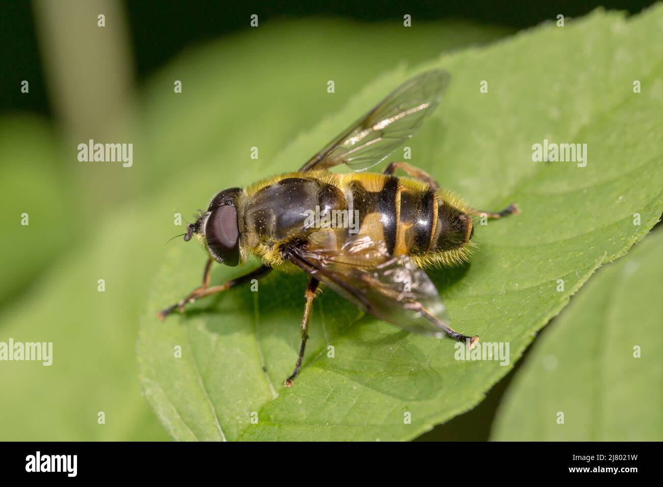 Batman hoverfly myathropa florea hi-res stock photography and images - Alamy