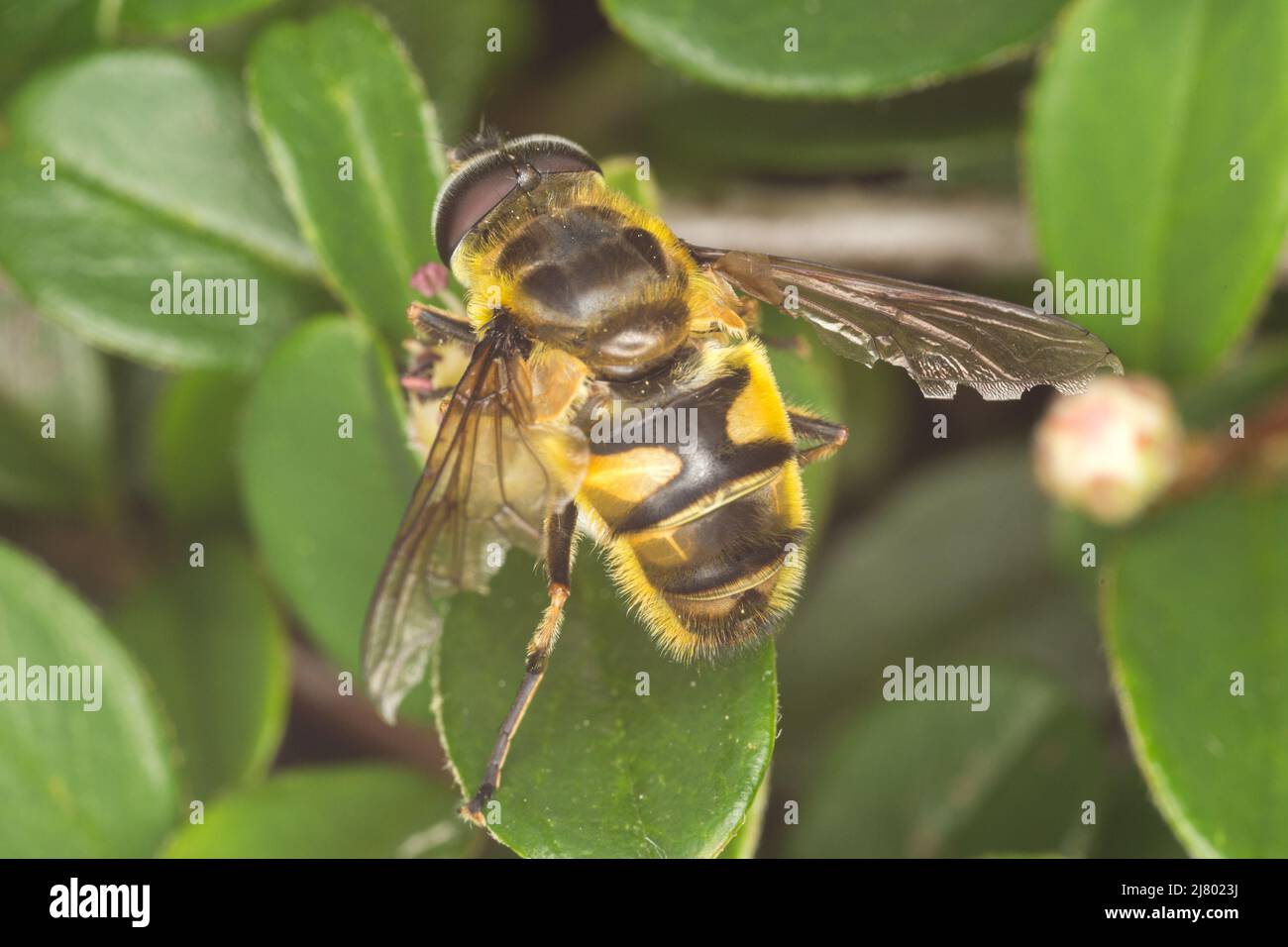 Batman hoverfly myathropa florea hi-res stock photography and images ...
