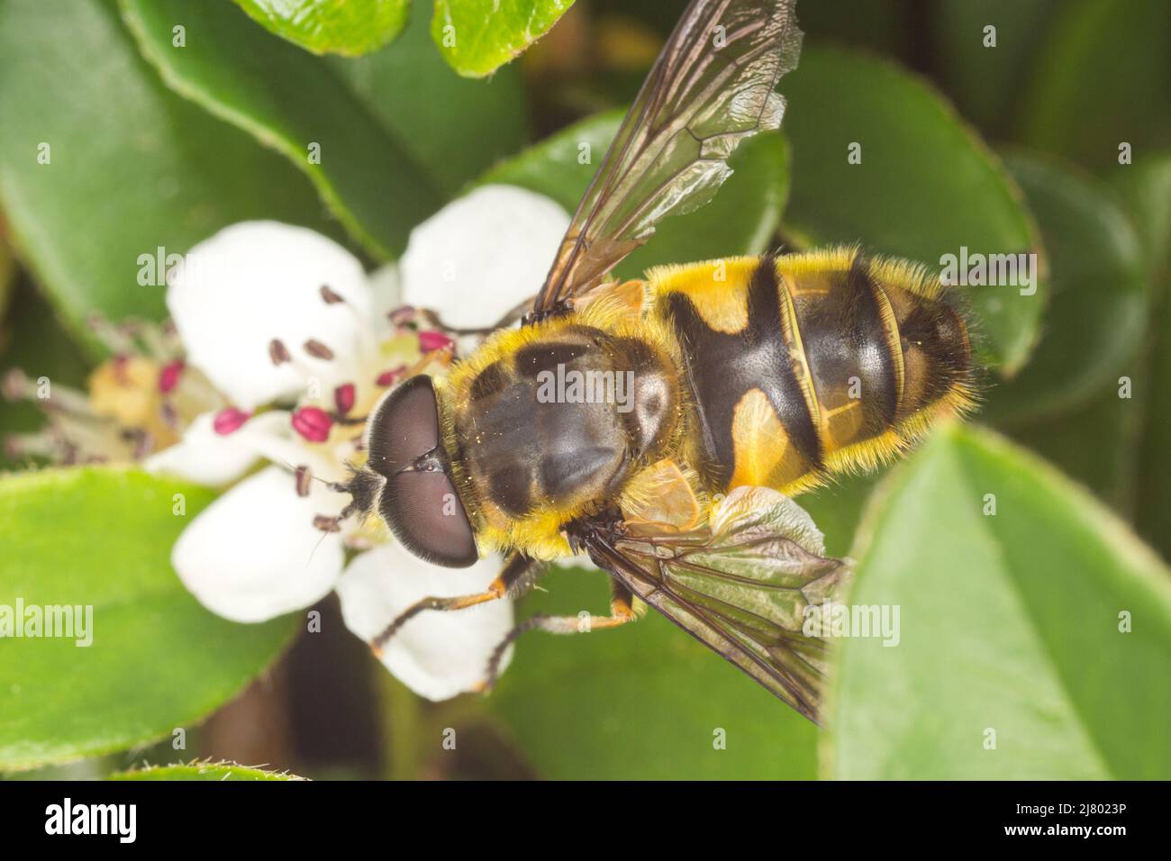 Batman hoverfly myathropa florea hi-res stock photography and images - Alamy