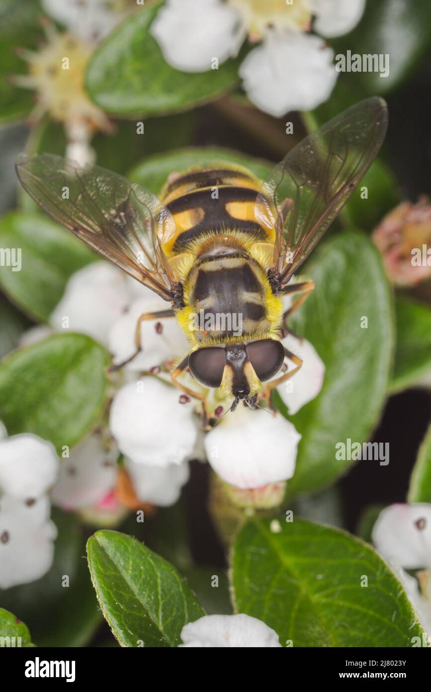 Batman Hoverfly (Myathropa florea Stock Photo - Alamy