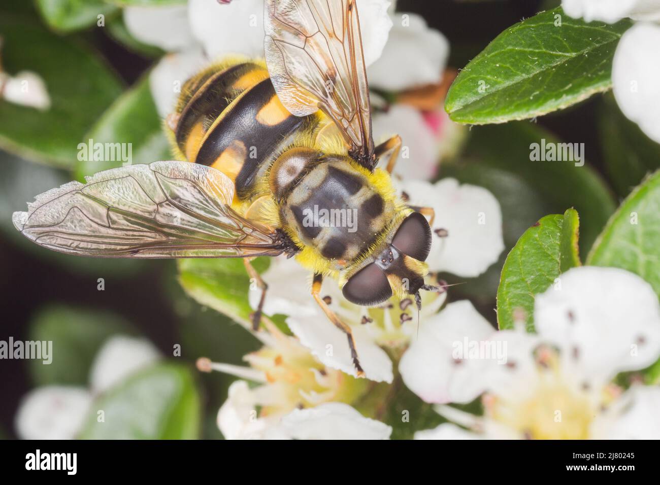Batman hoverfly myathropa florea hi-res stock photography and images ...