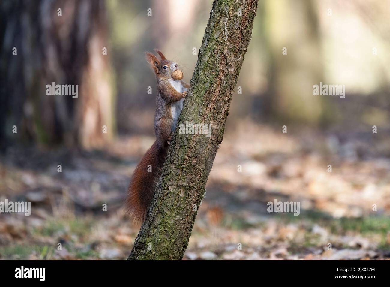 Cute squirrels run around the park looking for nuts Stock Photo - Alamy