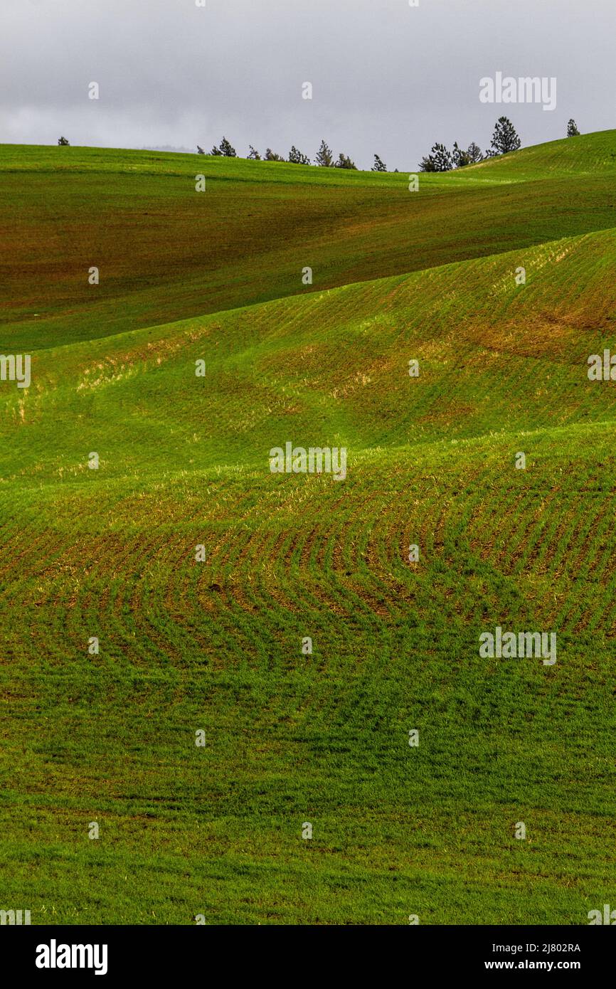 Usa idaho agriculture green field hi-res stock photography and images ...