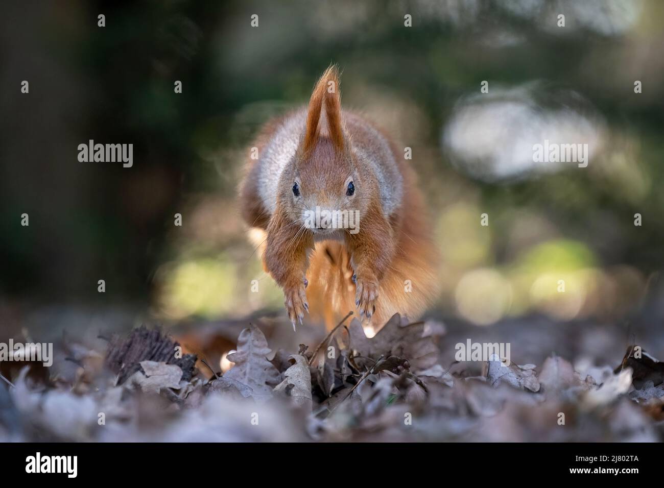 Cute squirrels run around the park looking for nuts Stock Photo - Alamy