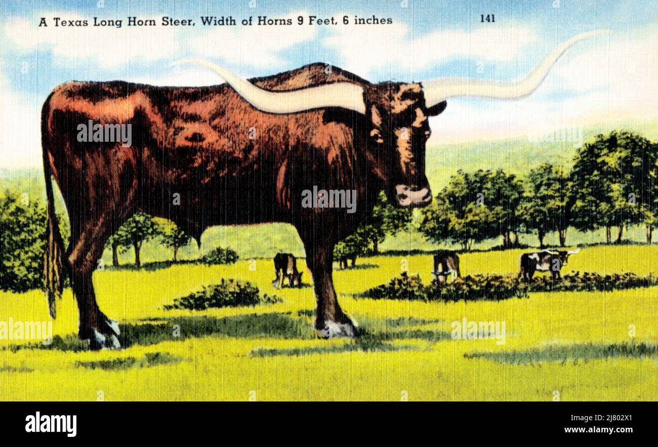 Long horn steer hi-res stock photography and images - Alamy