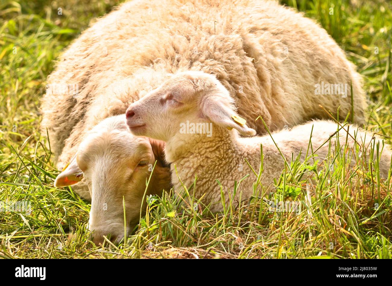 very cute, flurry wooly white lambs with its mother in the green grass ...