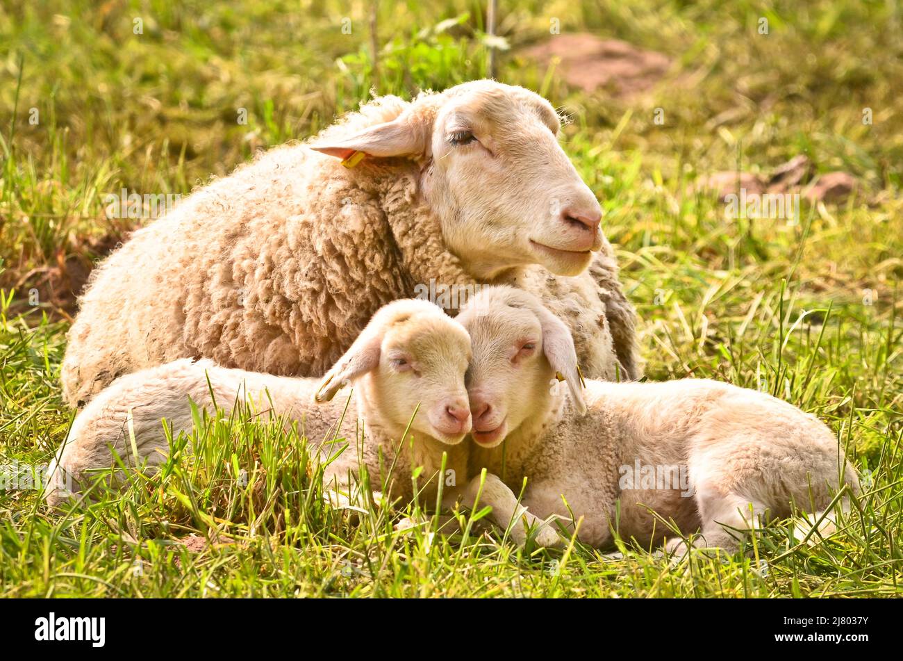 very cute, flurry wooly white lambs with its mother in the green grass ...
