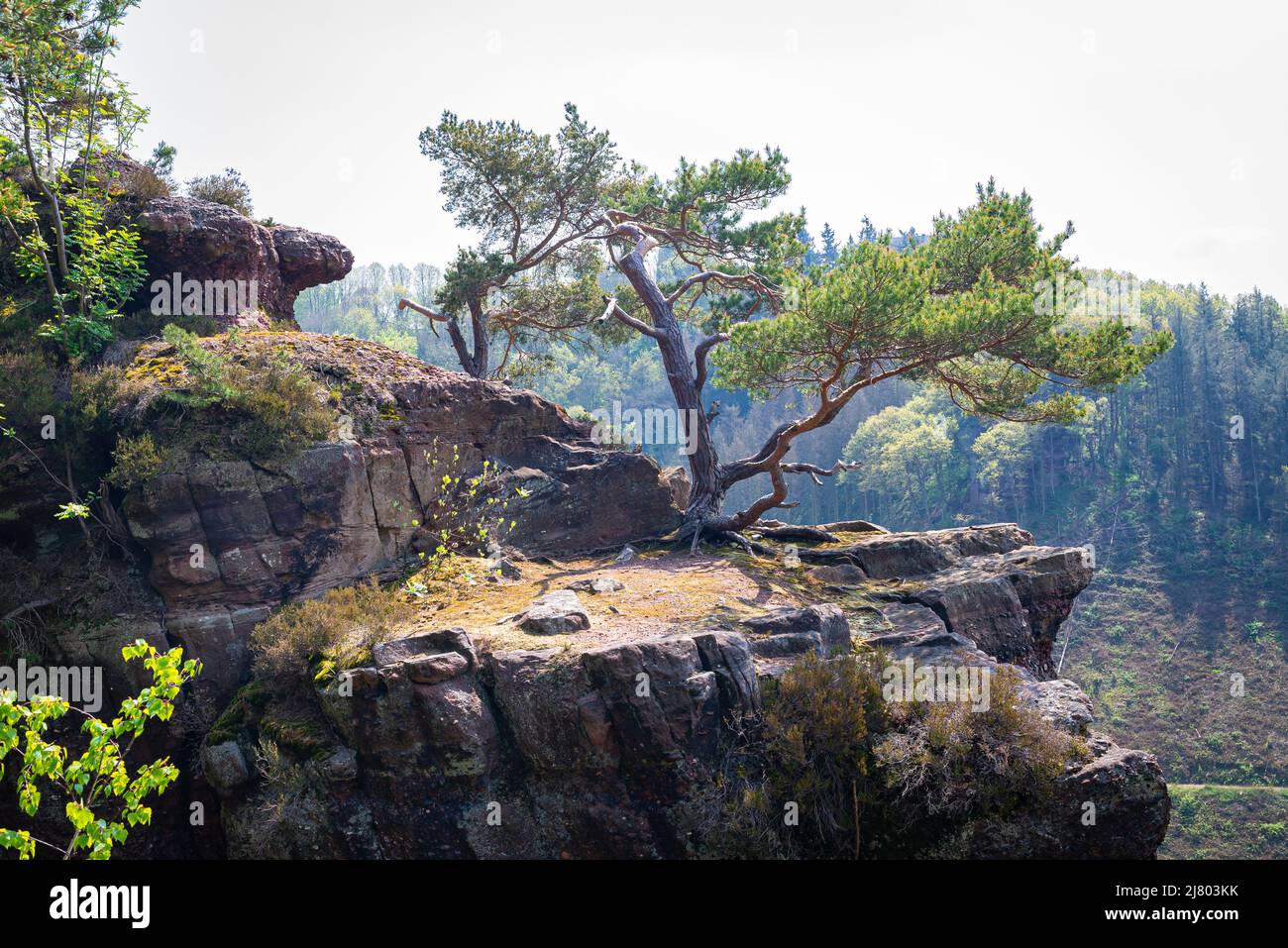 Rock lone tree on hi-res stock photography and images - Alamy