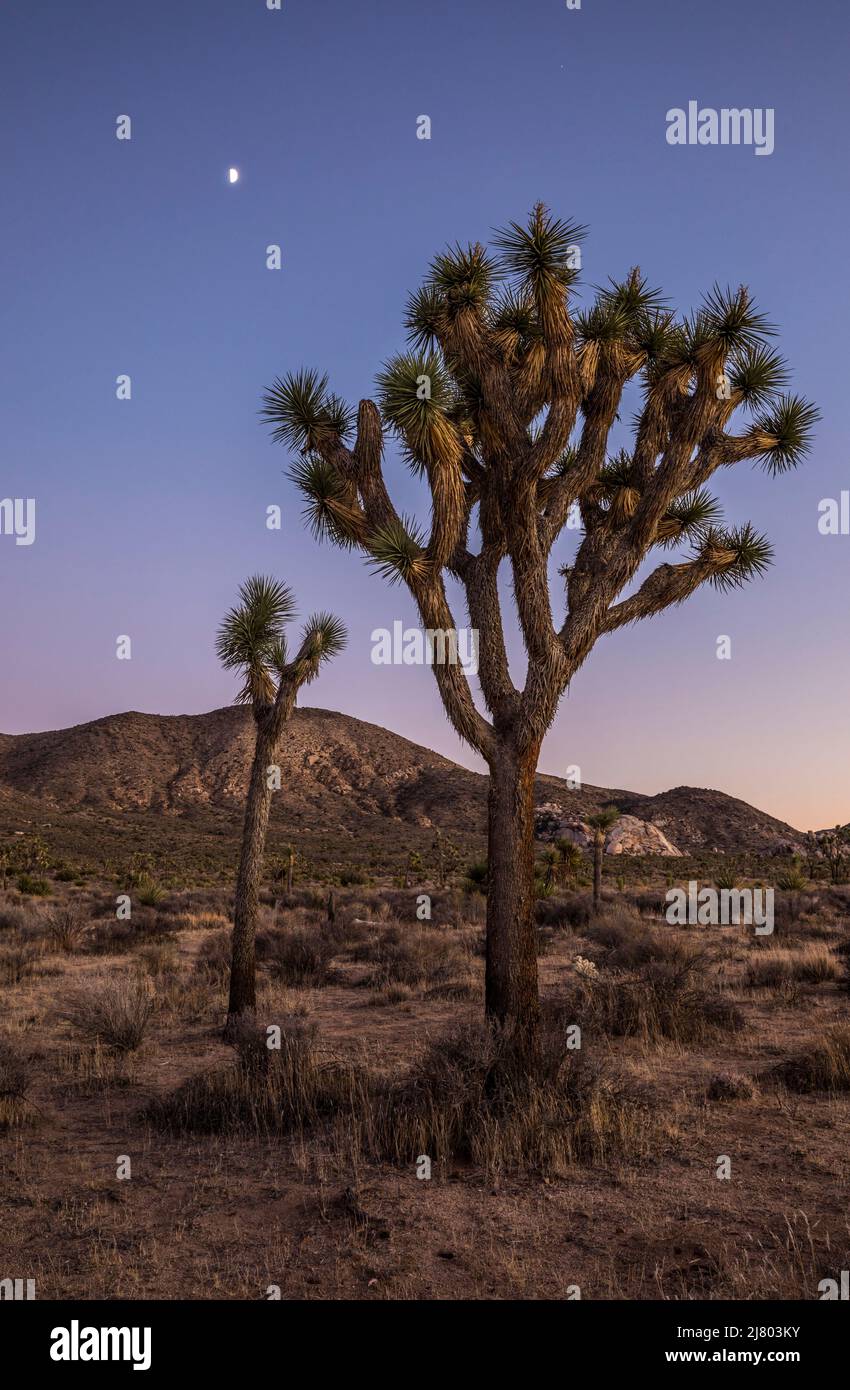 Joshua Tree National Park at sunset with a half moon in the clear blue ...